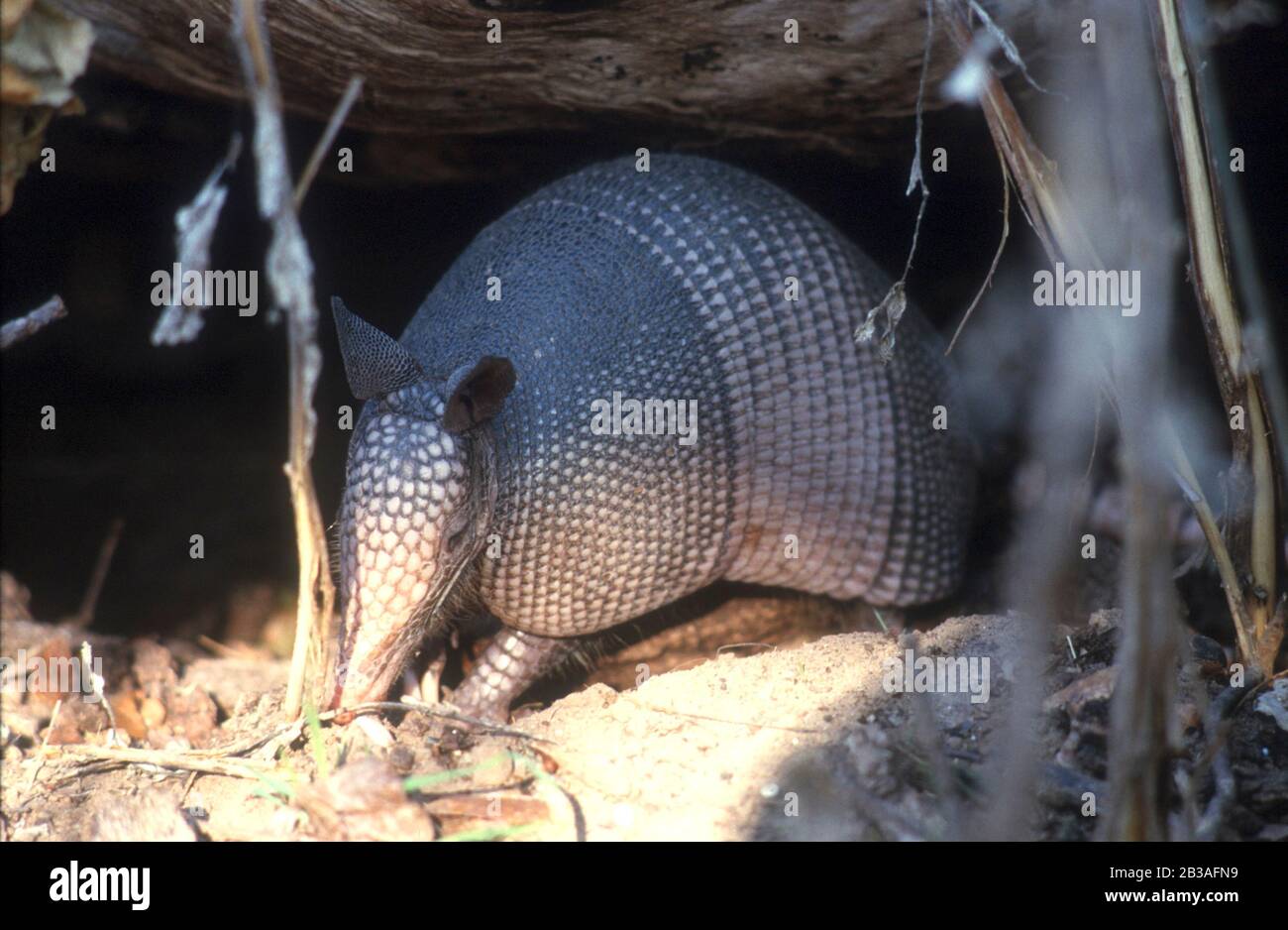 Austin Texas USA, circa 1999: Nine-banded armadillo native to Texas ...