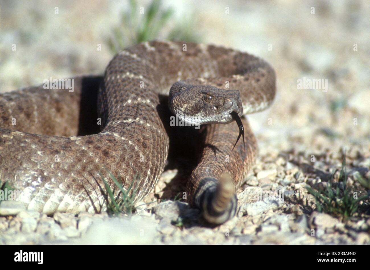 Sierra Blanca, Texas USA, circa 1999: Texas diamondback rattlesnake ...