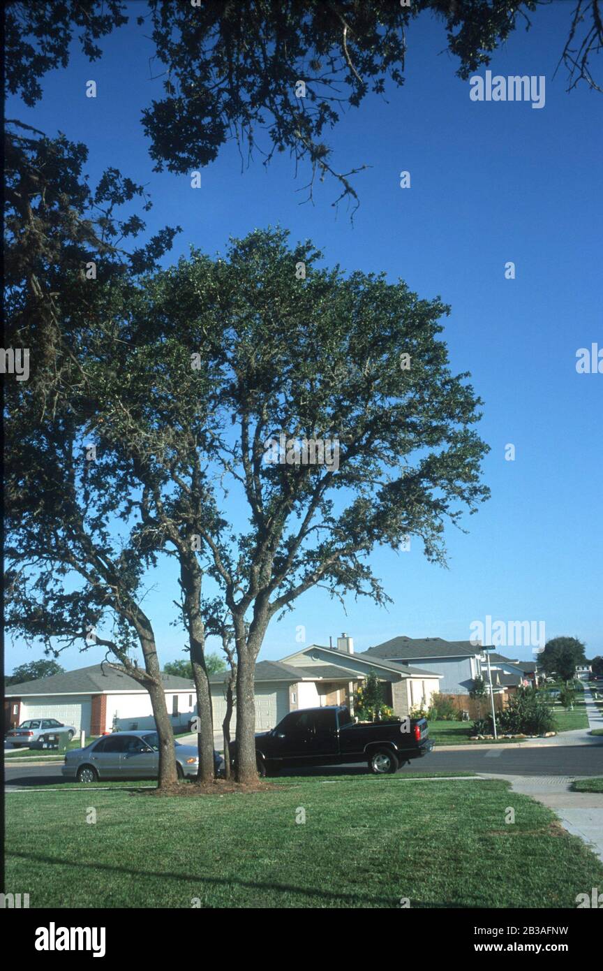 Austin Texas USA, July 2002: Texas Live Oak trees used as lawn ...