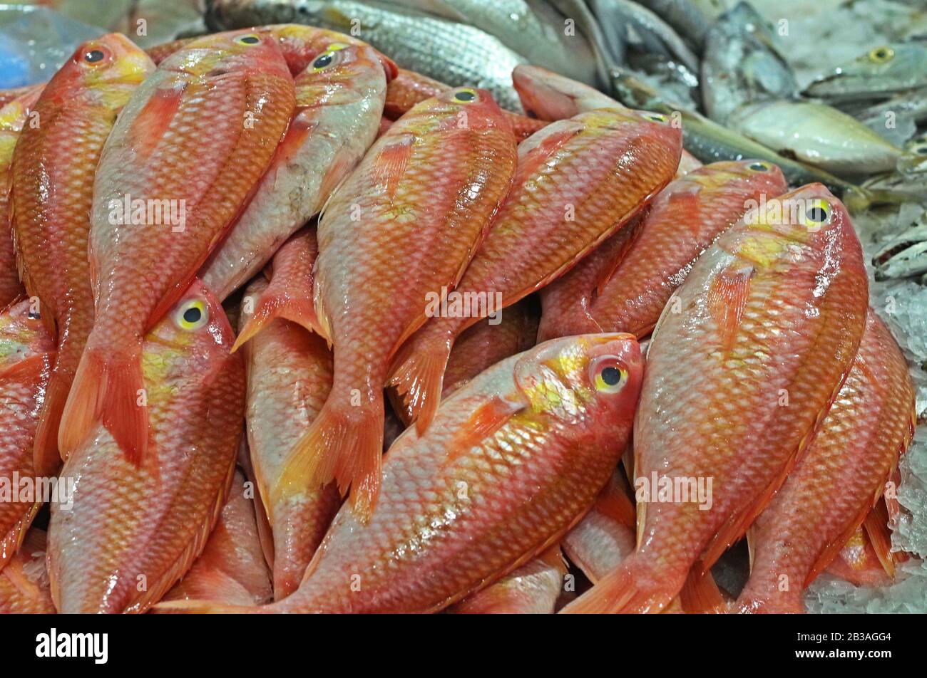 Thread fin snapper hi-res stock photography and images - Alamy