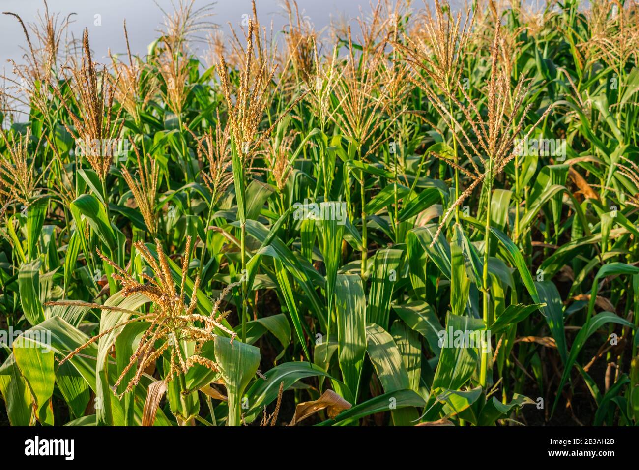 Plant of cultivated cornfields hi-res stock photography and images - Alamy