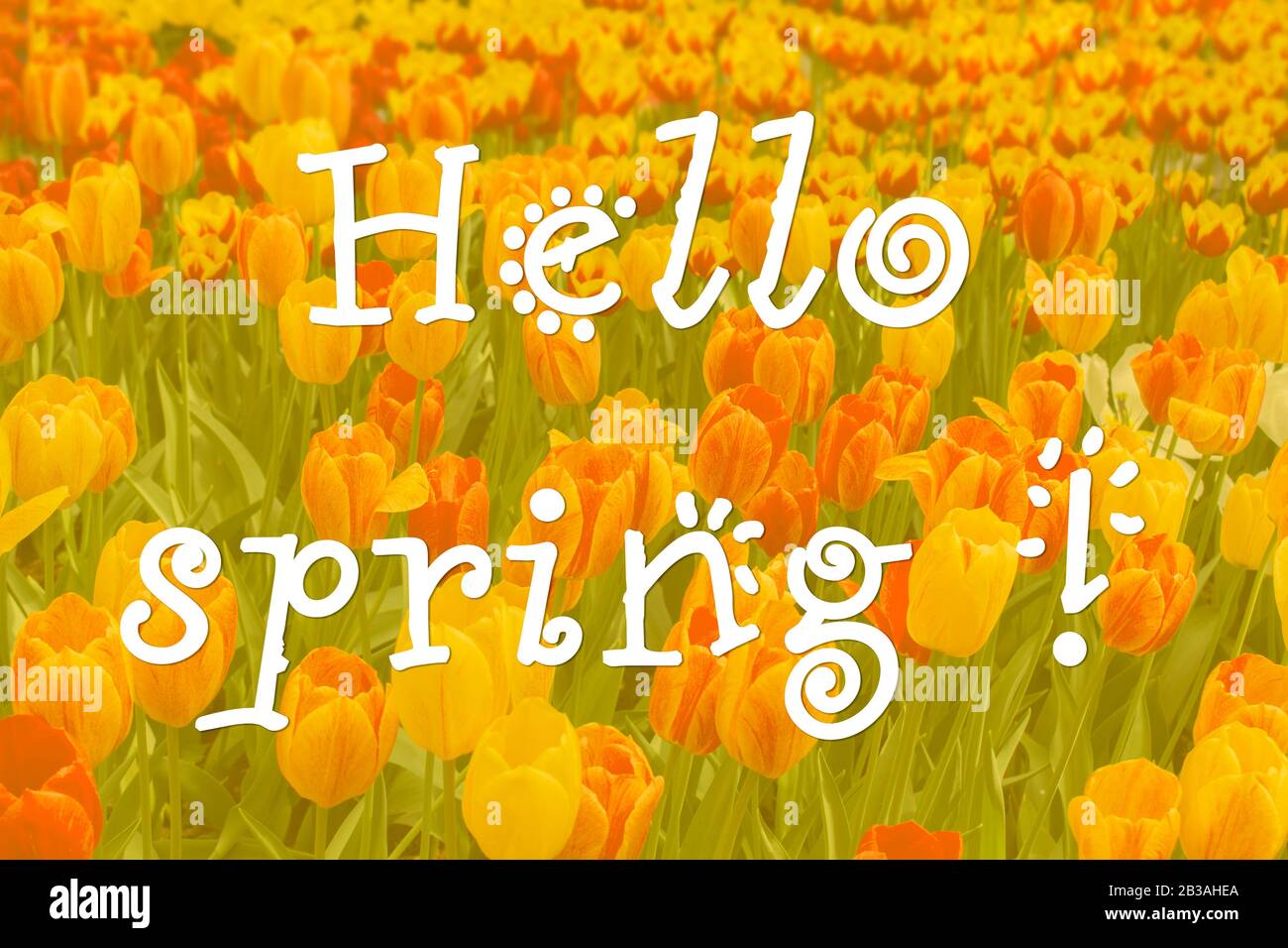Hello spring, text cute font on tulip blossom background, greeting card ...