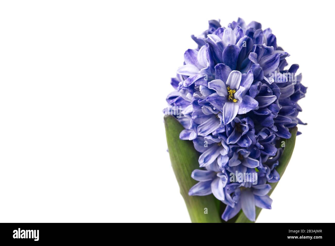close up blue hyacinth isolated on white Stock Photo - Alamy