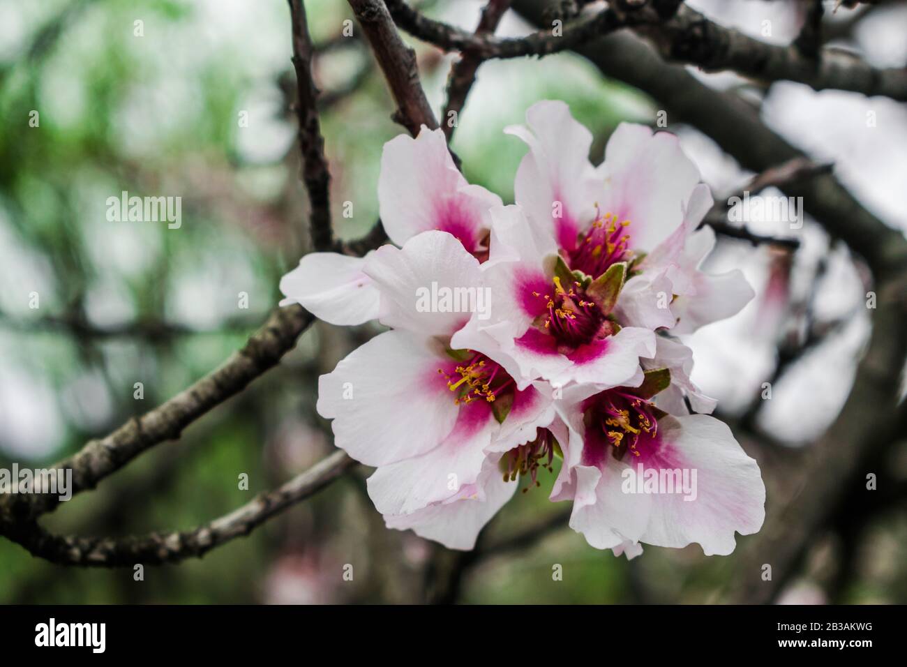 Prunis dulcis hi-res stock photography and images - Alamy