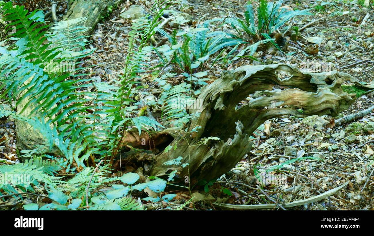 Remains of an old tree in the forest Stock Photo - Alamy