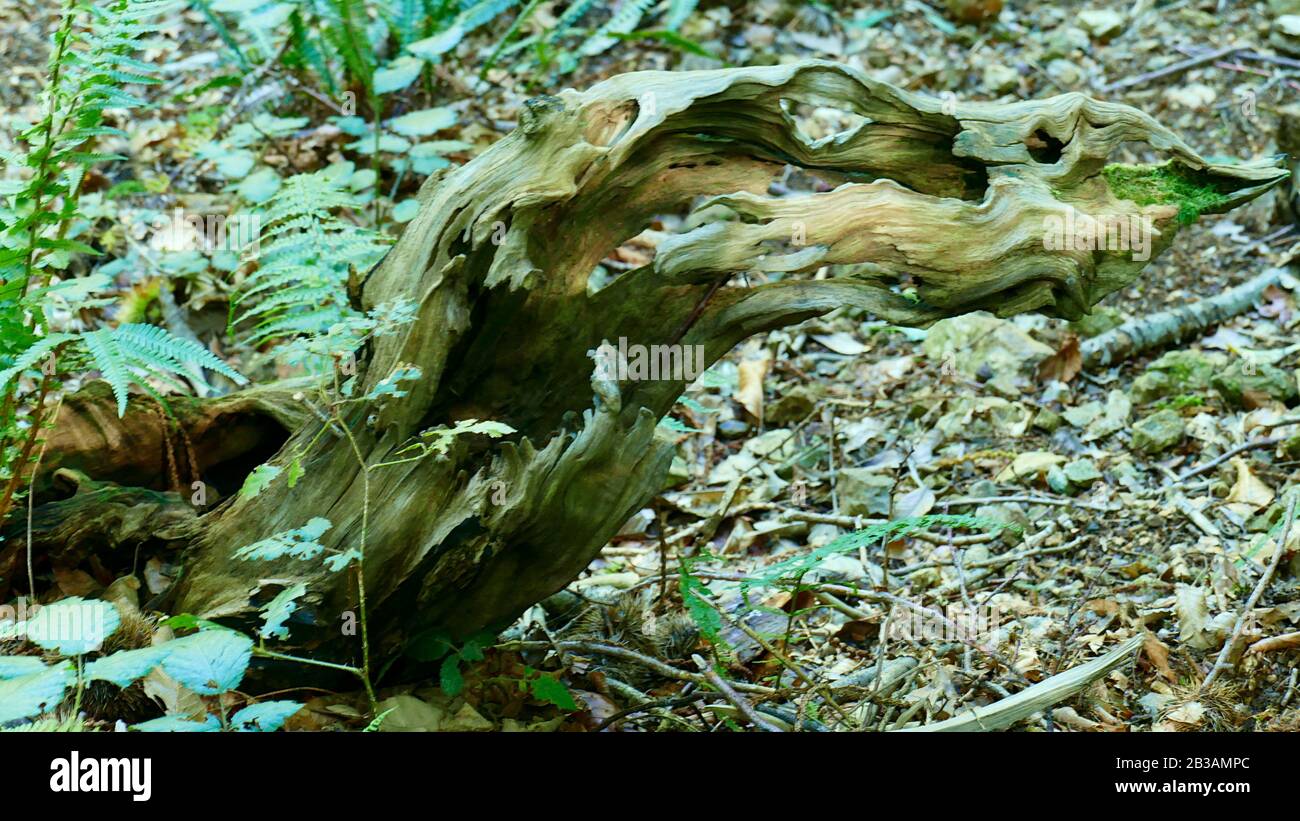 Remains of an old tree in the forest Stock Photo - Alamy