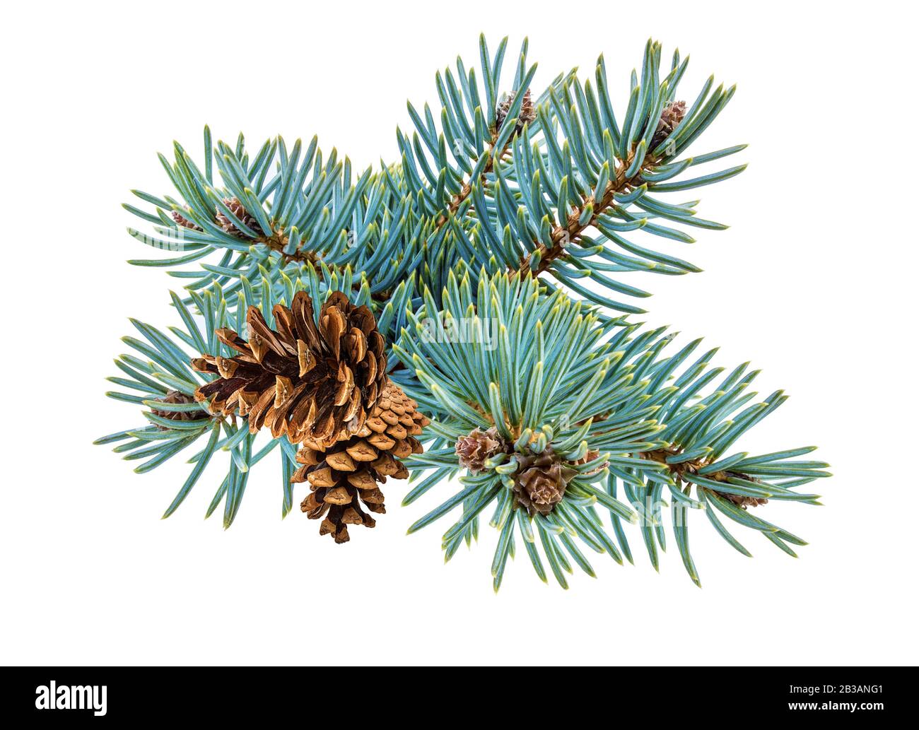 fir tree isolated on white background Stock Photo - Alamy