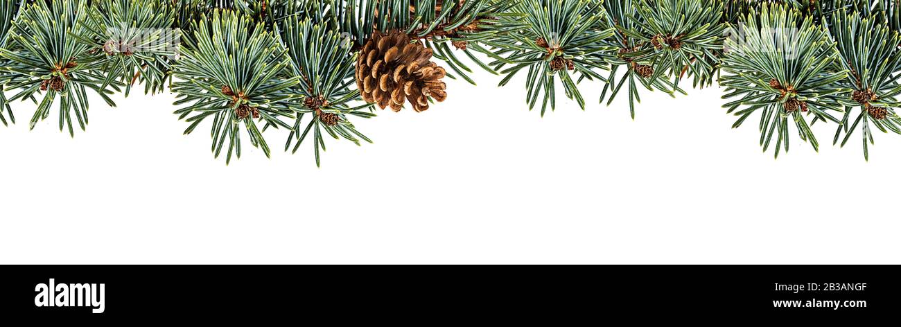 fir tree isolated on white background Stock Photo - Alamy