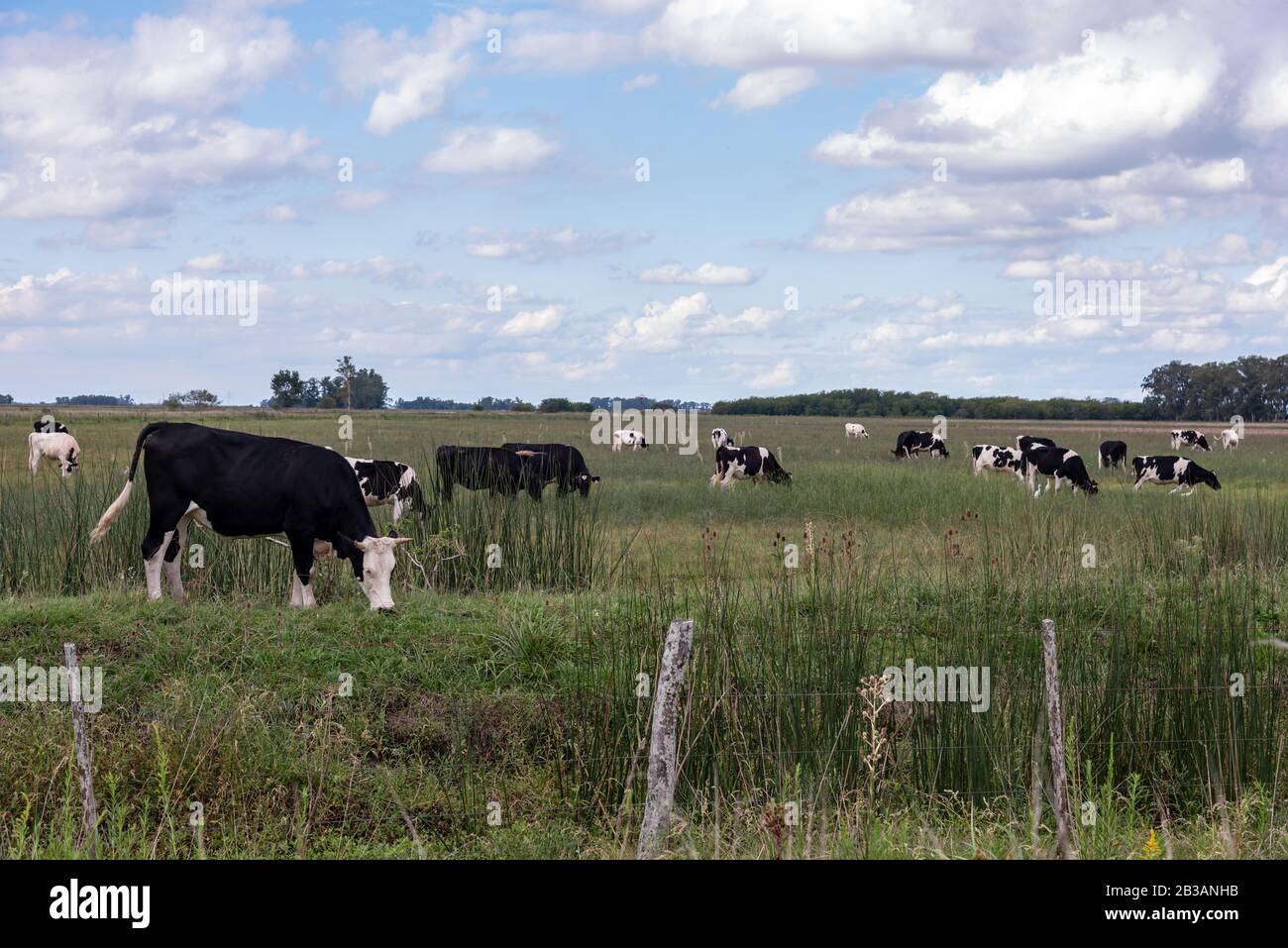 Set of cows grazing in the field. One of them looking closer to the ...