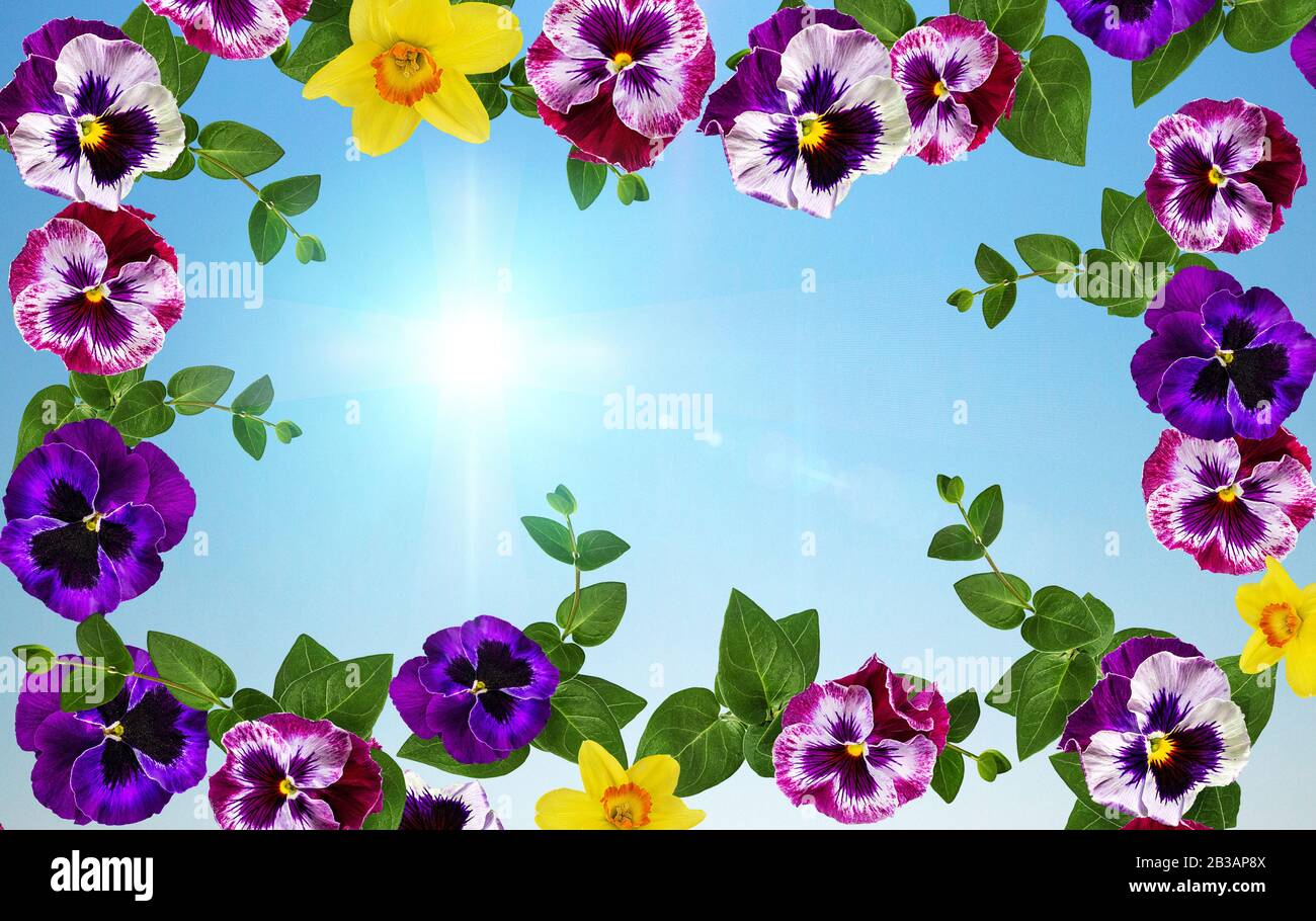 Pansy flowers isolated background,watercolor illustration Stock Photo ...