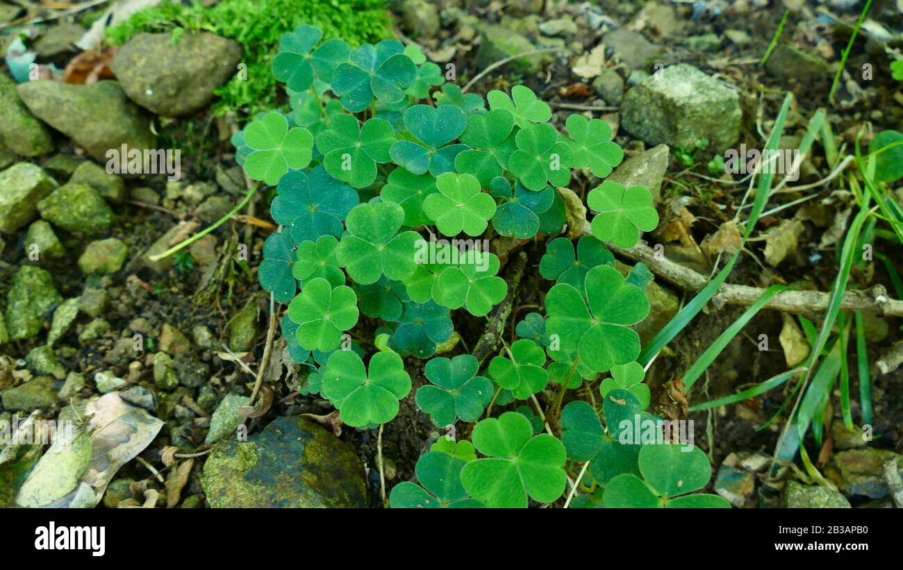 Small clovers and stones in the forest floor Stock Photo - Alamy