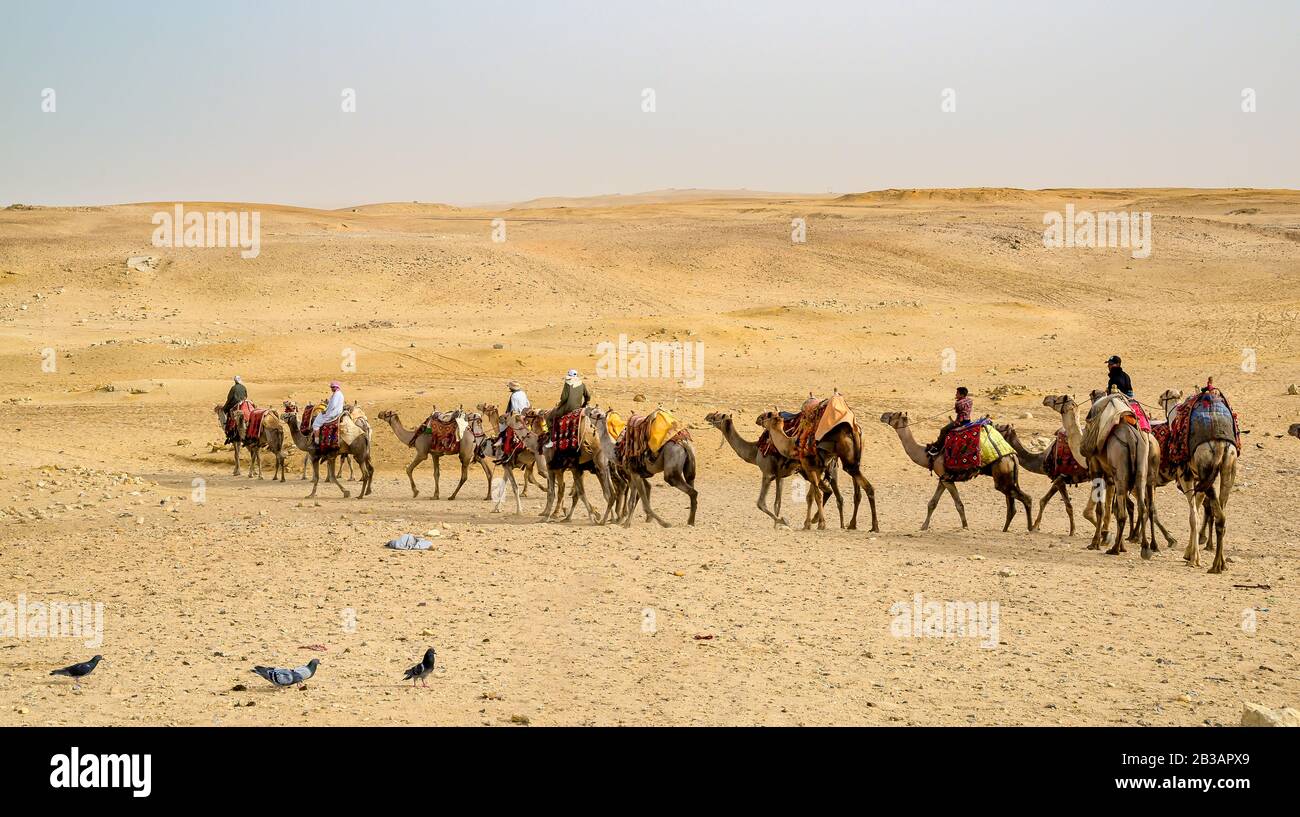 Camel caravan in the desert near the Giza Pyramids in Egypt Stock Photo ...