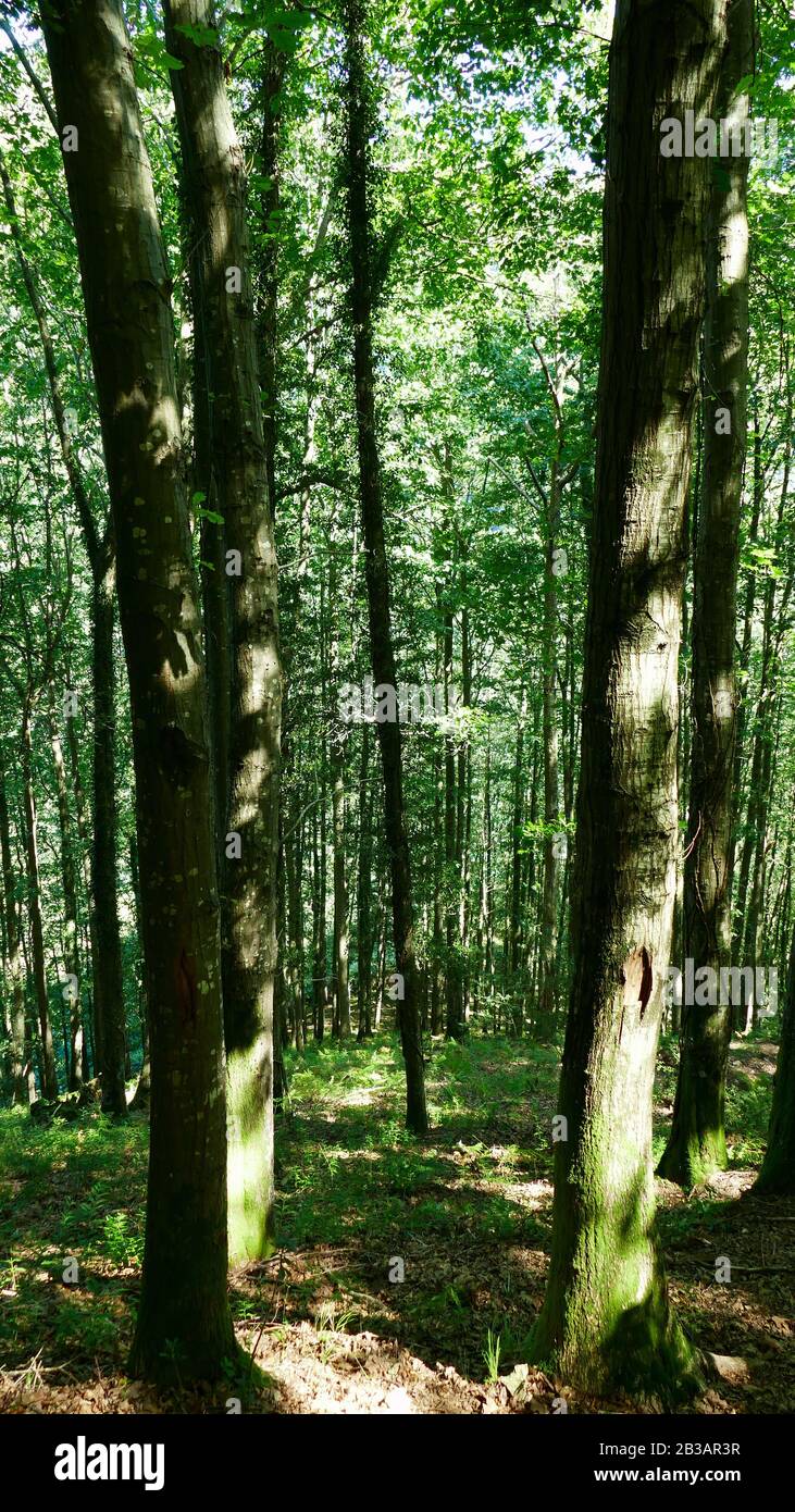 Area with a large number of trees in the forest Stock Photo - Alamy