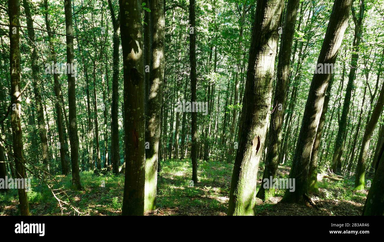 Area with a large number of trees in the forest Stock Photo - Alamy