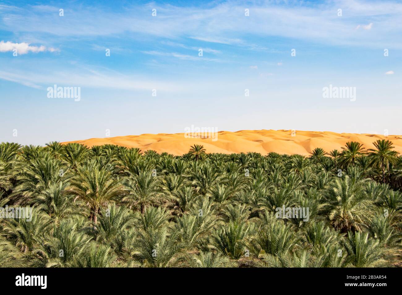 Middle East Desert Oasis