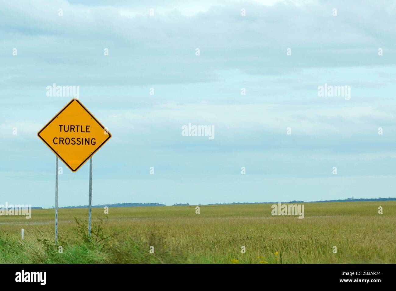 Warning turtle crossing along the road from Savannah to Tybee Island ...