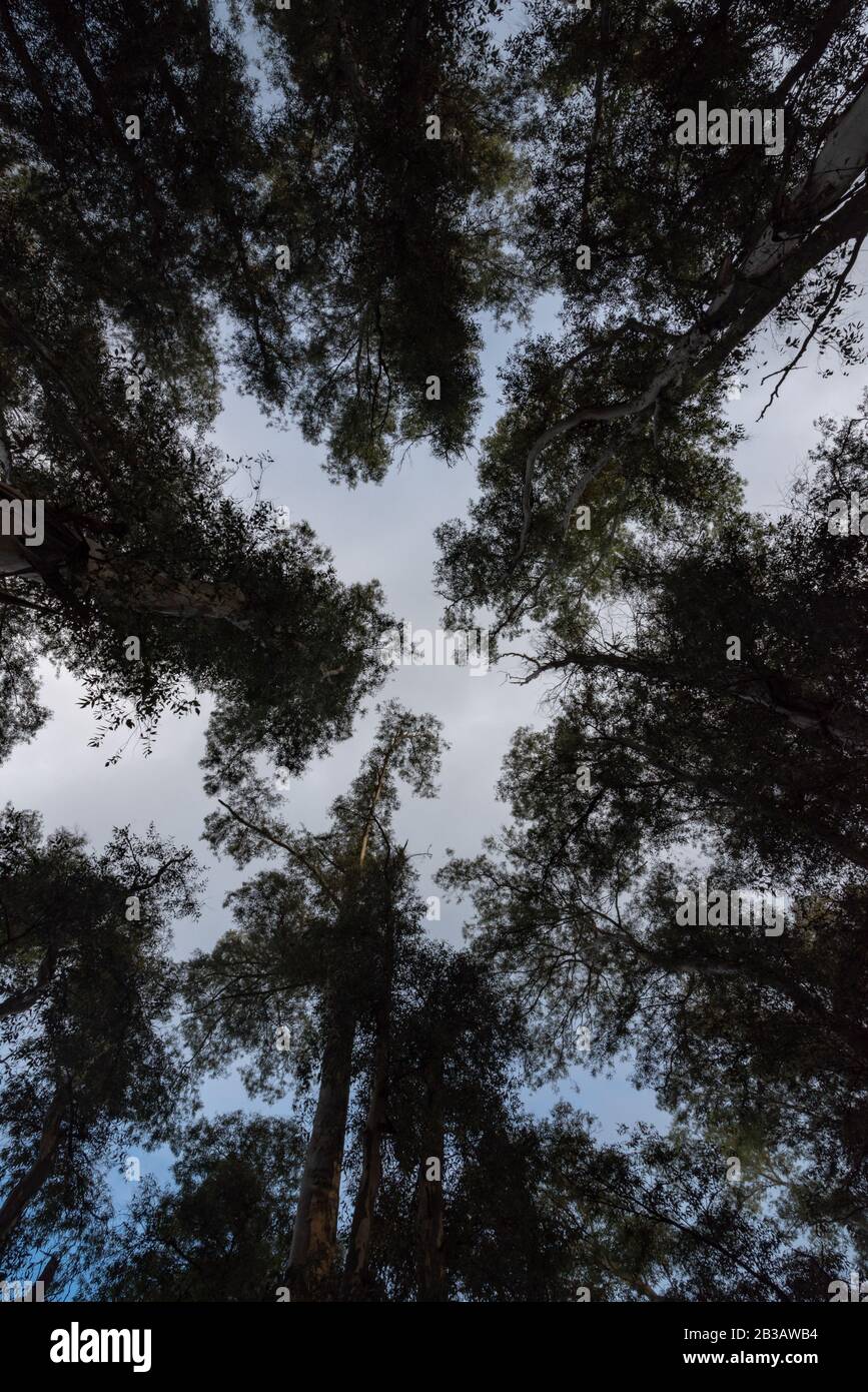 Trees from down side Stock Photo - Alamy