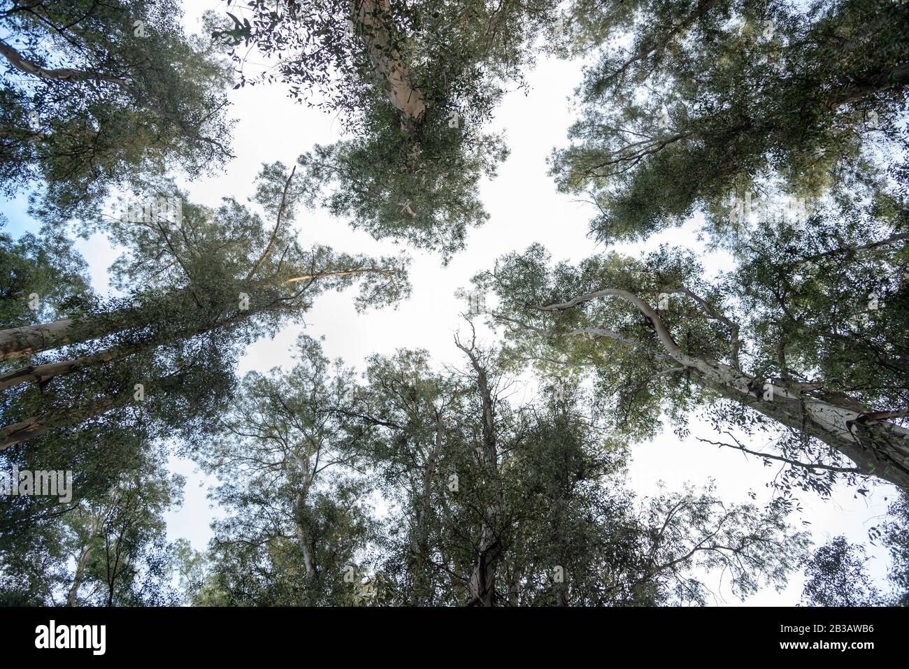 Trees from down side Stock Photo - Alamy