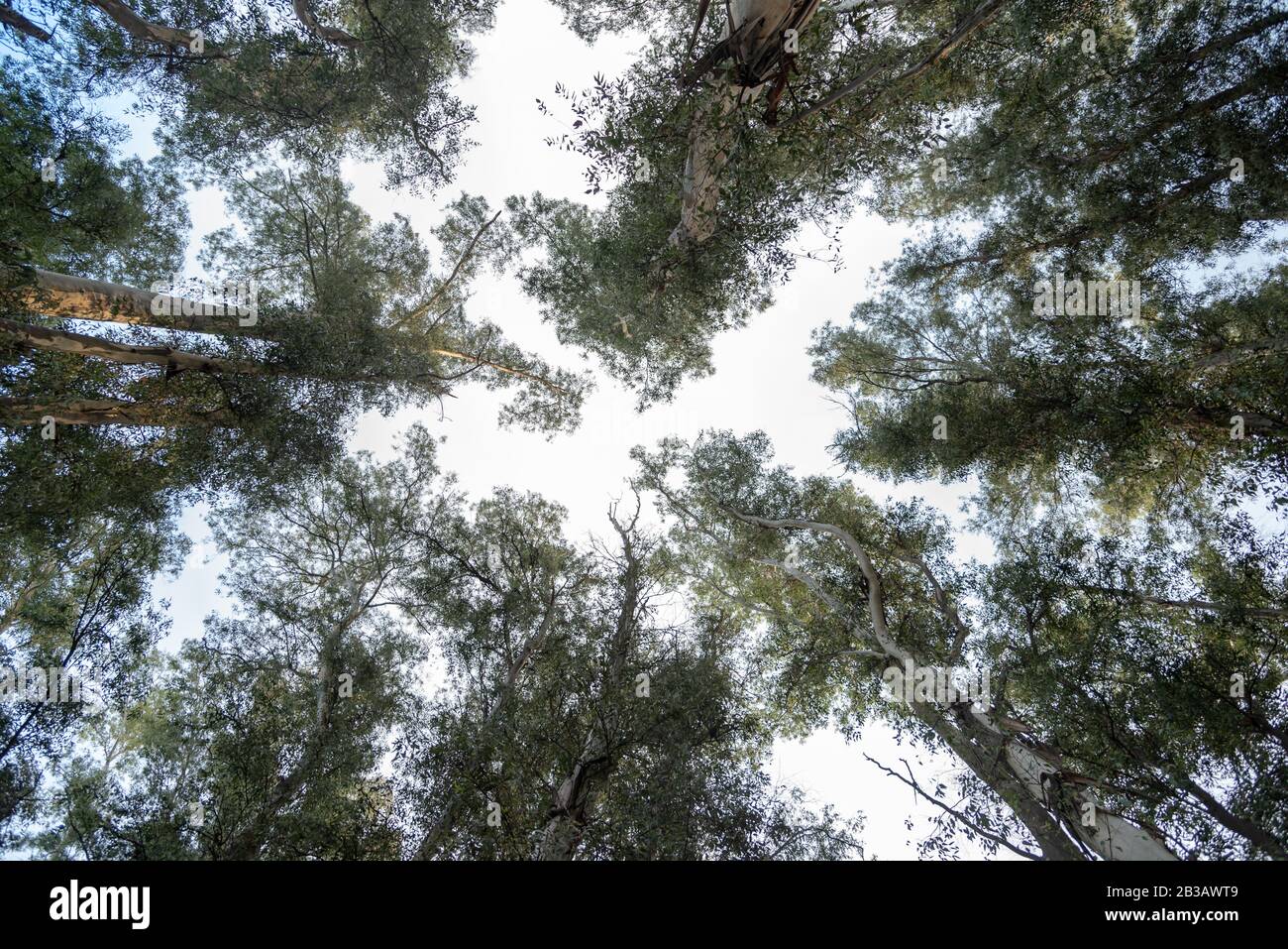 Trees from down side Stock Photo - Alamy