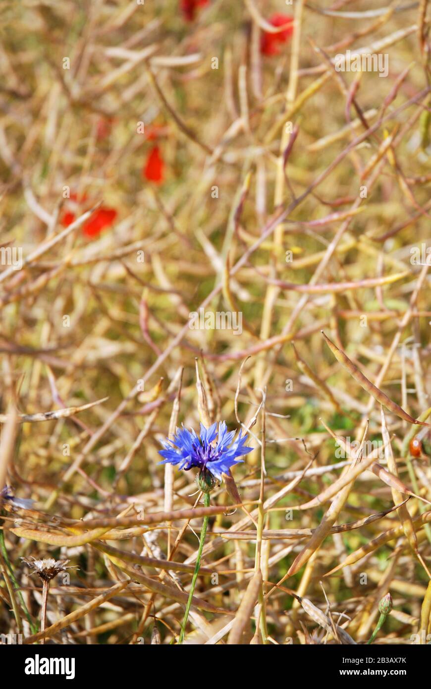 blue cornflower in a dry field in summertime Stock Photo - Alamy