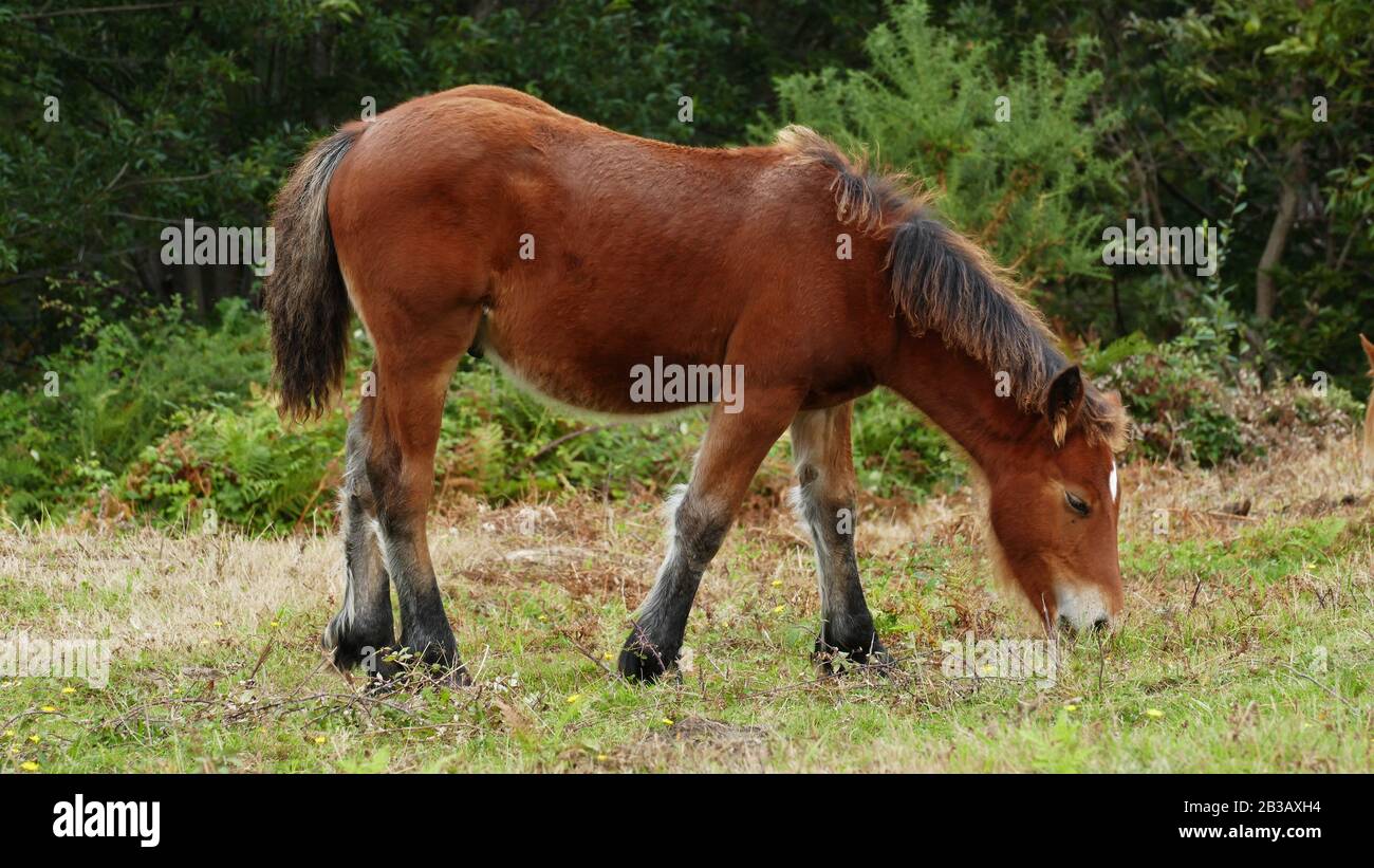 Brown foal grazing in the bush Stock Photo - Alamy