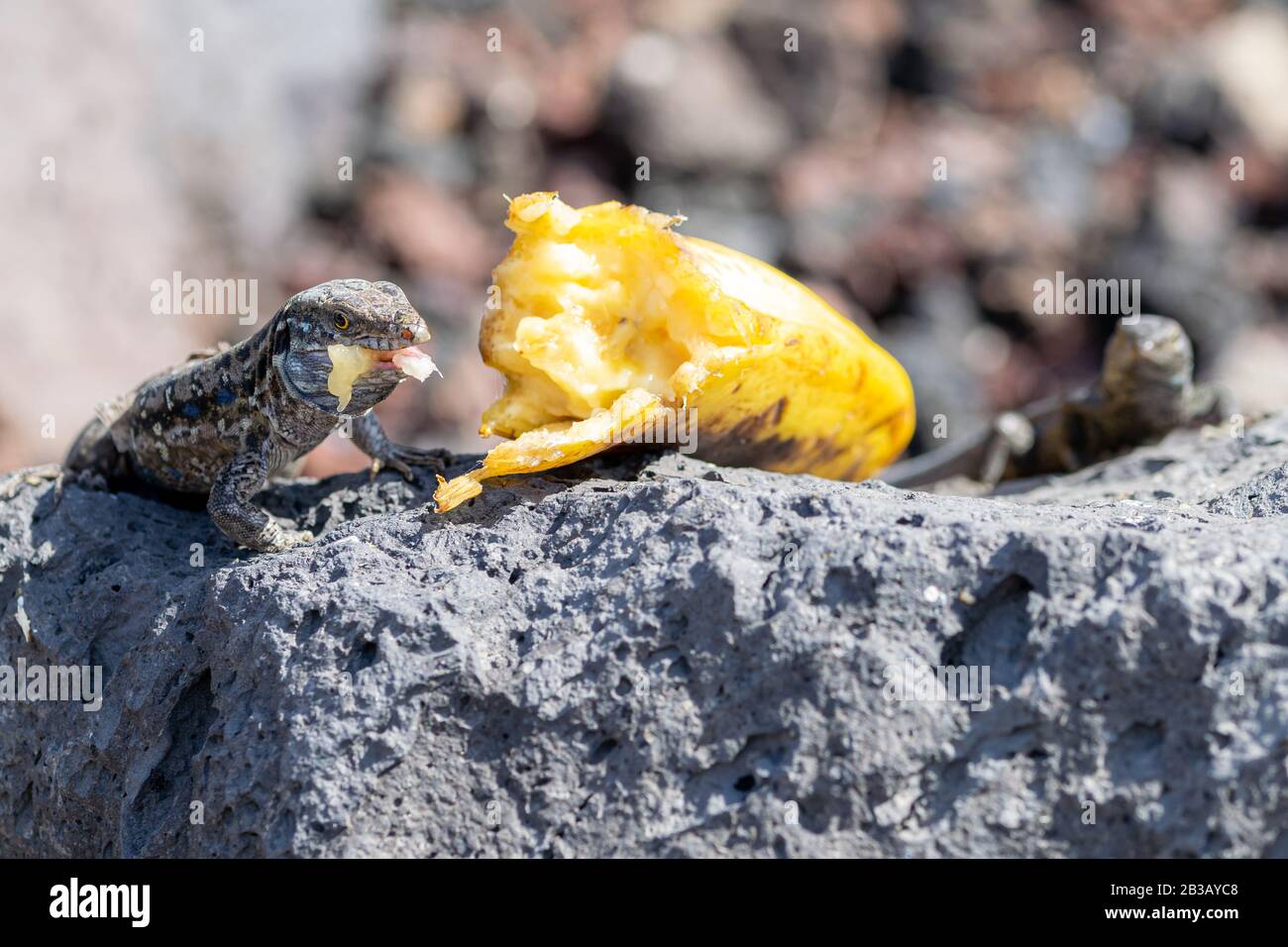 La Palma wall lizards (gallotia galloti palmae) with a mouthful of ...