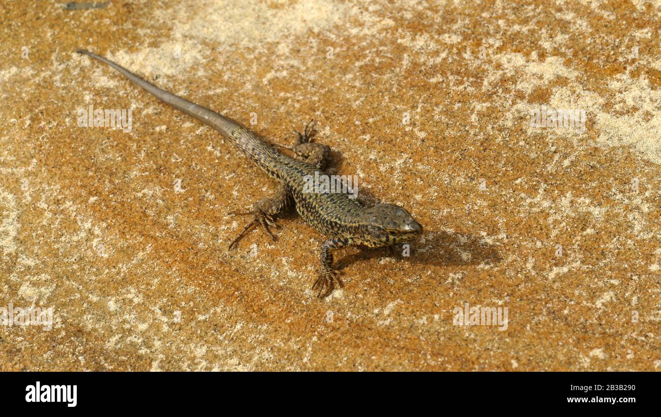 Lizard on a limestone on the sea coast Stock Photo - Alamy