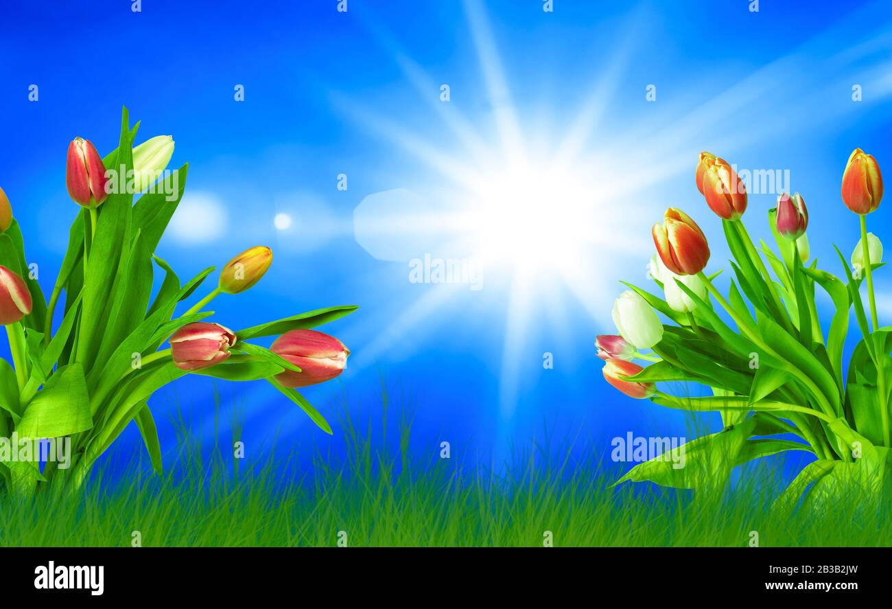 a colorful spring background with tulips and a radiant sun Stock Photo ...