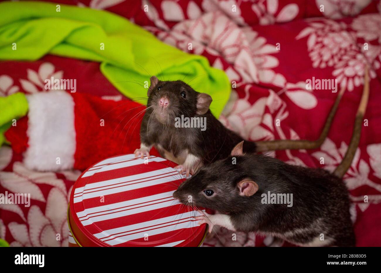 Two fancy pet rats Christmas theme with stocking and gifts Stock Photo ...