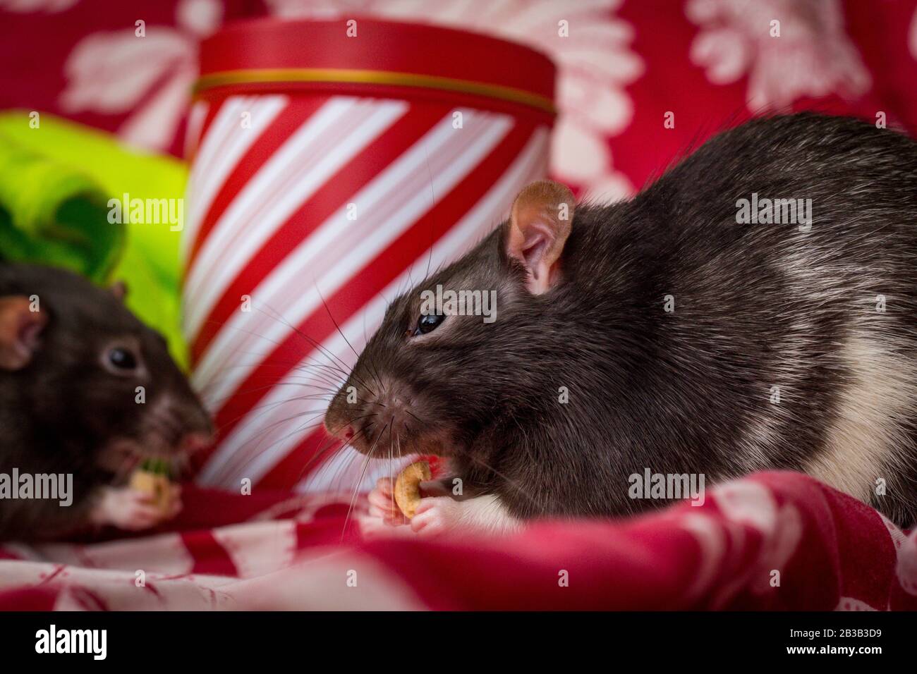 Fancy pet rats Christmas theme with gift tin Stock Photo - Alamy