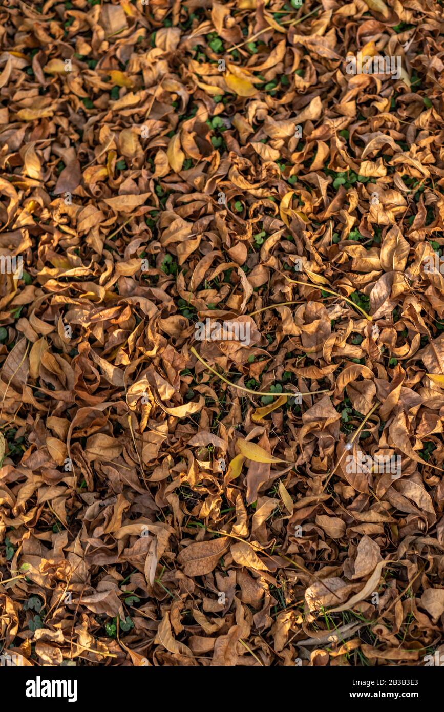 Mattress of dry leaves hi-res stock photography and images - Alamy