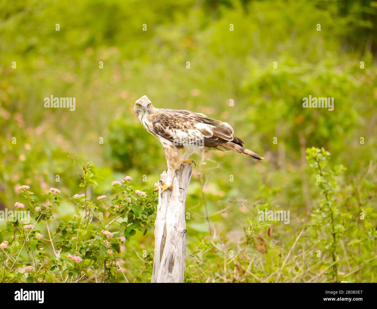 The changeable hawk-eagle or crested hawk-eagle (Nisaetus cirrhatus ...