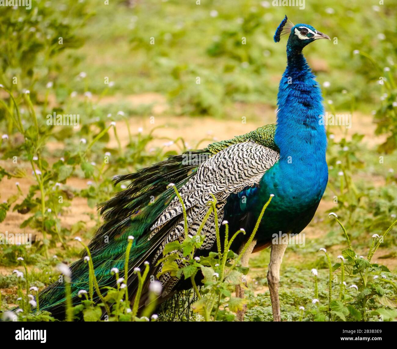 Upper tail hi-res stock photography and images - Alamy