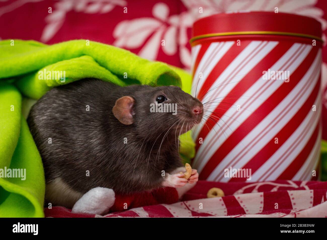 Fancy pet rats Christmas theme with gift tin Stock Photo - Alamy