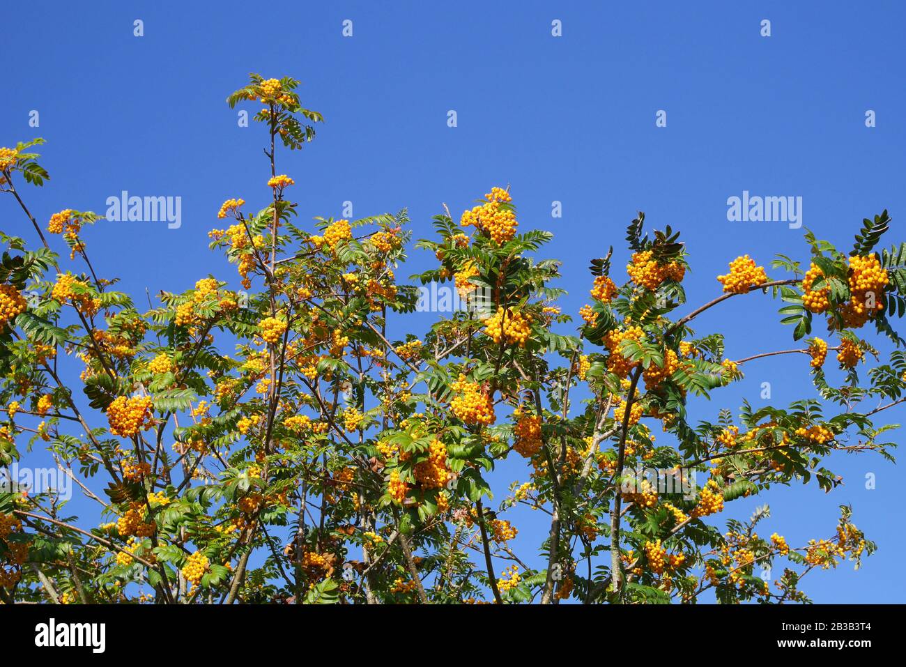 Yellow ash tree hi-res stock photography and images - Alamy