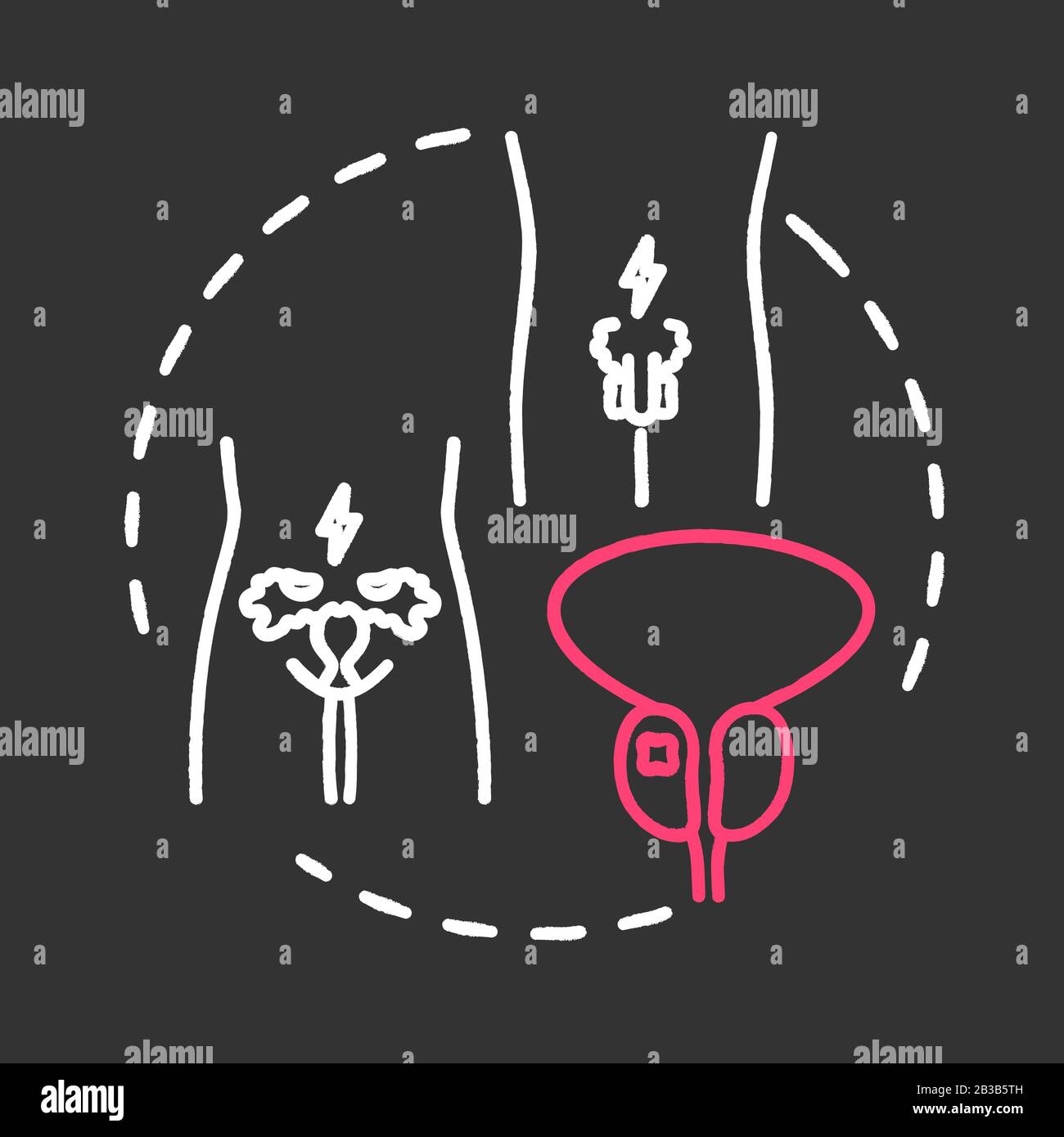 Female reproductive system line drawing hi-res stock photography and ...