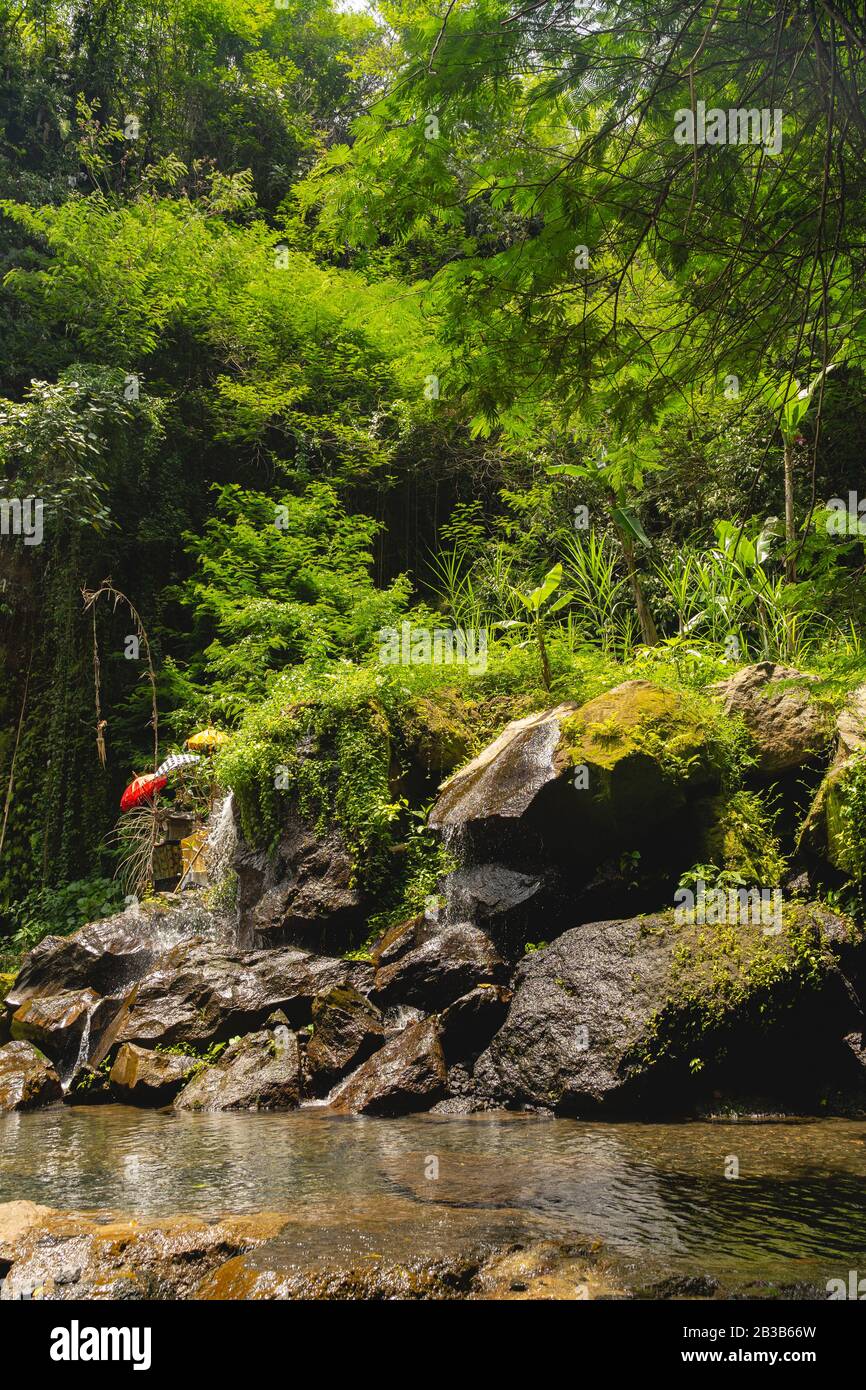 Nice picture of tropical plants on rocks Stock Photo - Alamy