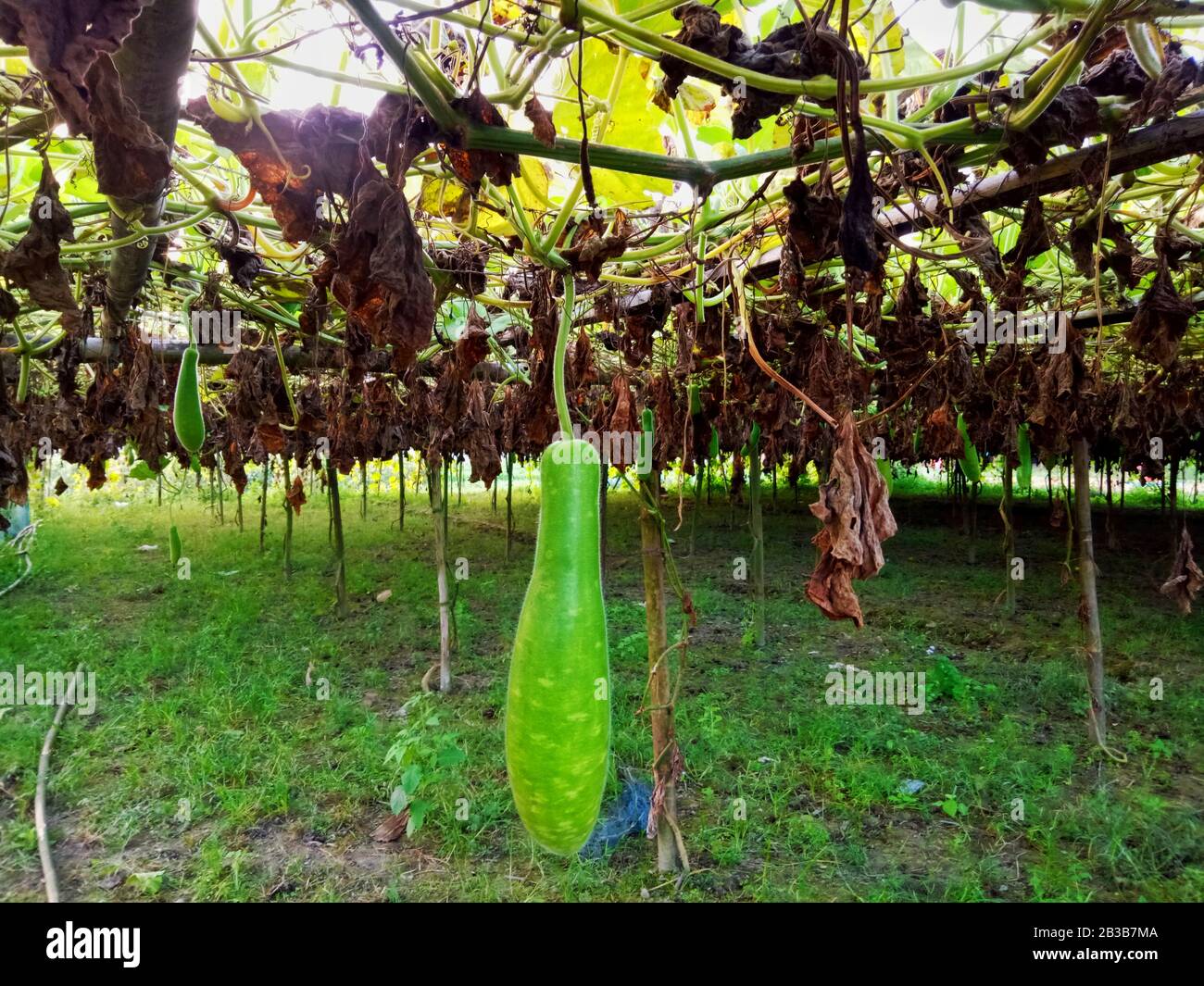 Bottle guard picture hi-res stock photography and images - Alamy