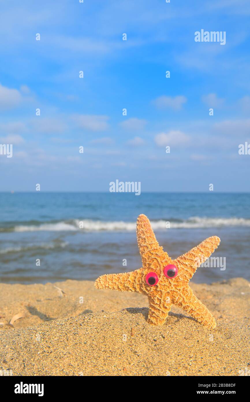 Funny star fishes with eyes at the beach with the sea in the background ...