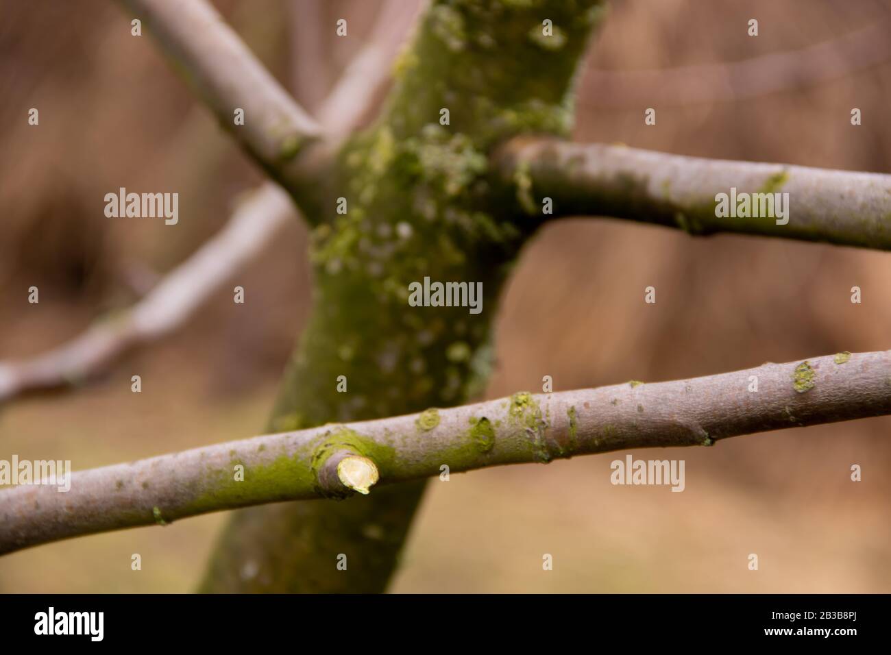 Closeup close up detail crop in cropped in detail hi-res stock ...