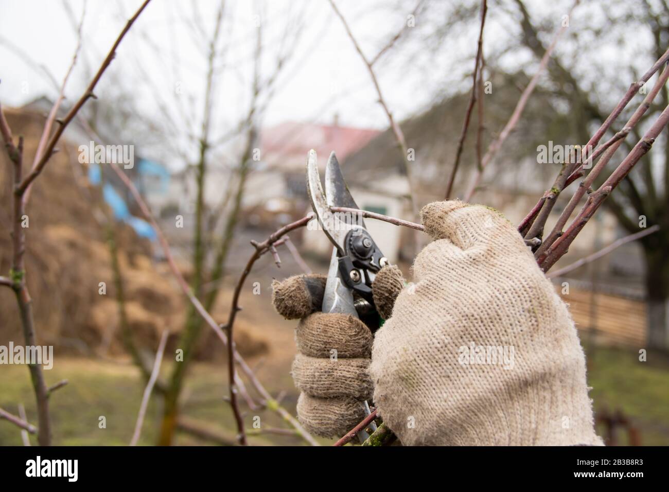 Spring work in the garden with trees, how to properly care for trees ...