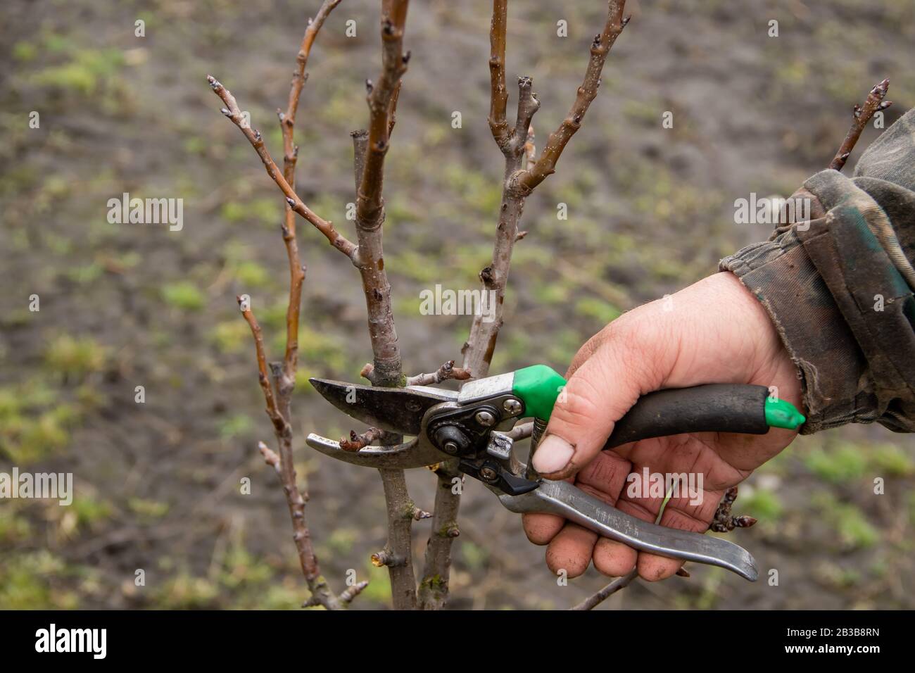 Pruning pear tree hi-res stock photography and images - Alamy