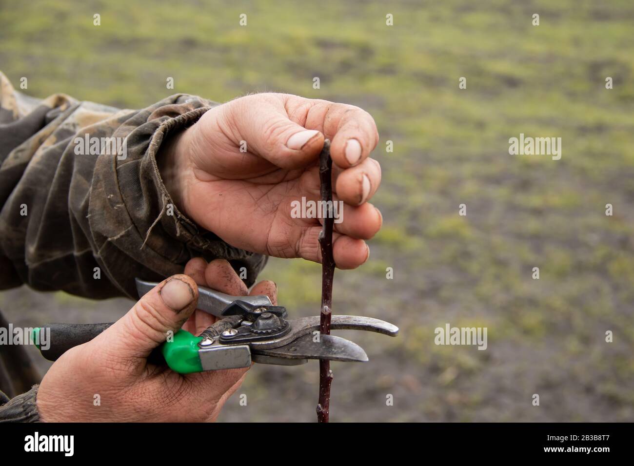 Pruning apple tree hi-res stock photography and images - Alamy