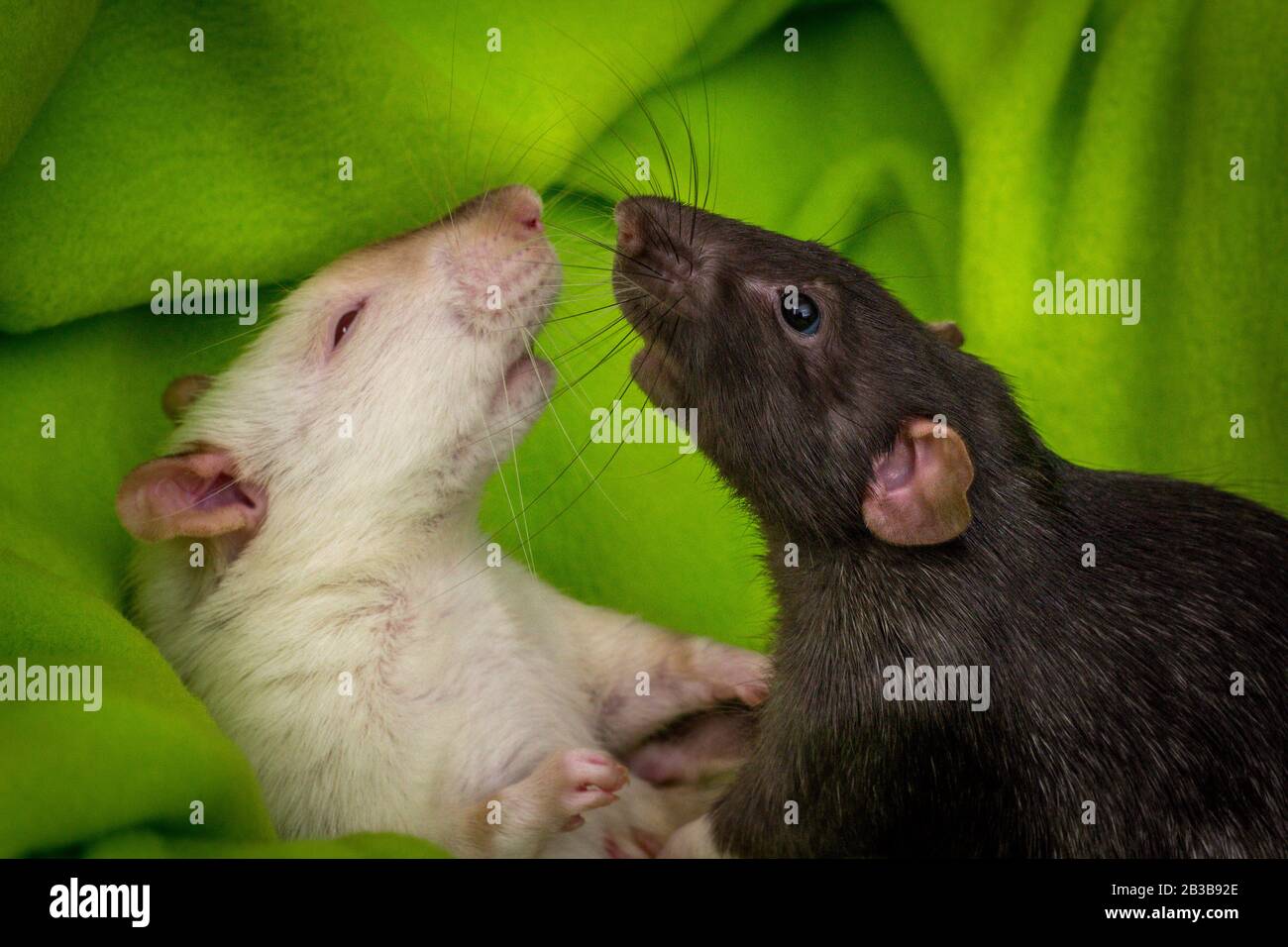 Siamese rat hi-res stock photography and images - Alamy