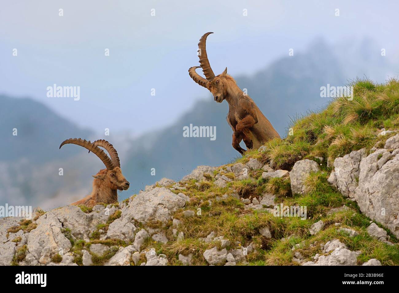 Alpine ibex - Capra Ibex pasturing and mating and dueling in Slovenian ...