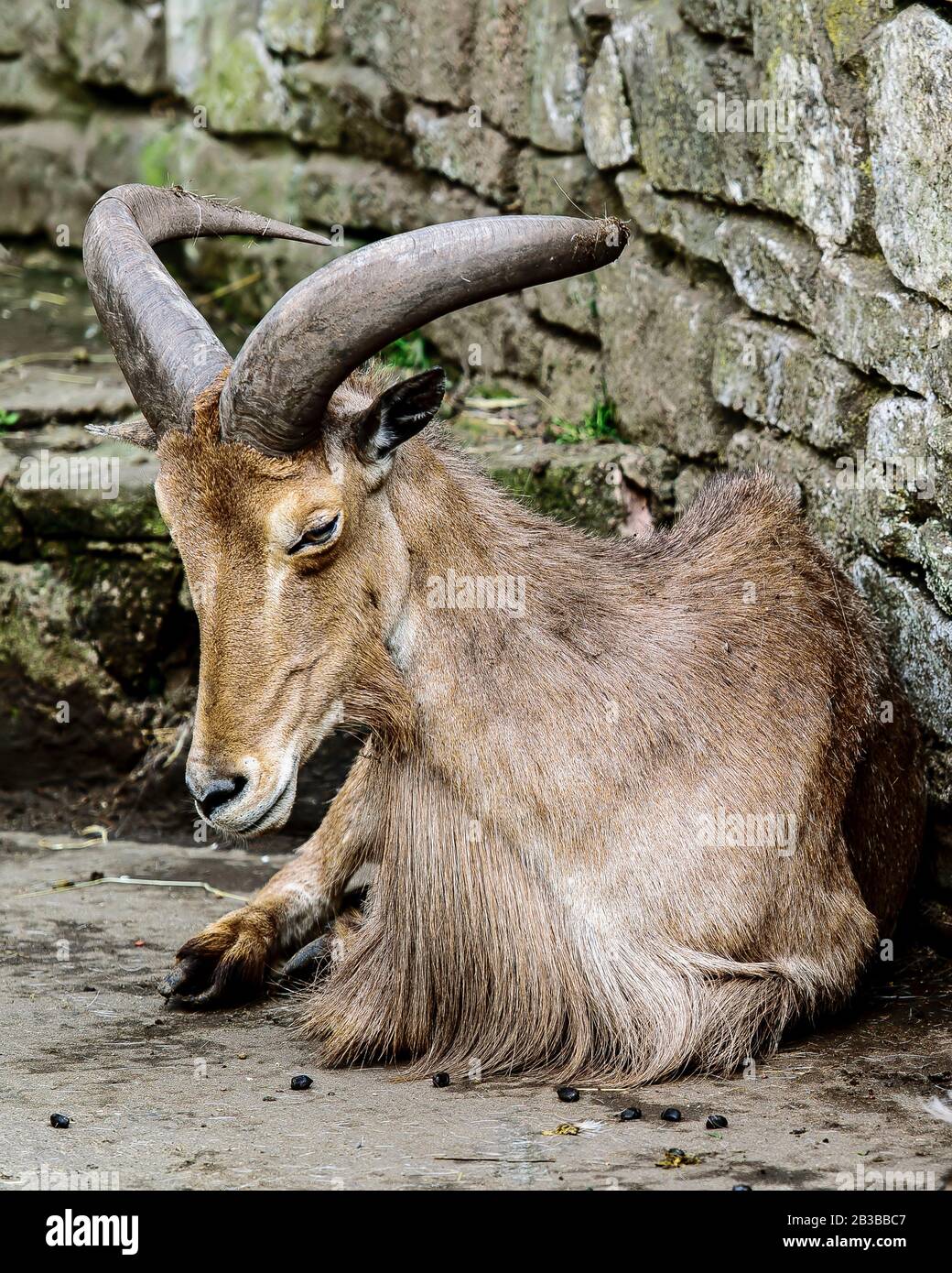 UK, Dudley Zoo - July 2015: Barbary Sheep in captivity - adult Stock ...
