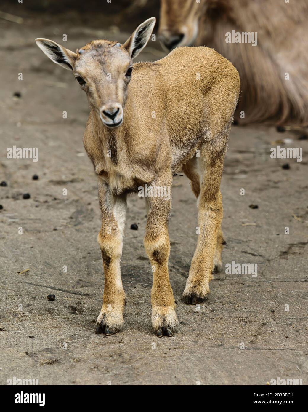 UK, Dudley Zoo - July 2015: TBarbary Sheep in captivity - young kid ...