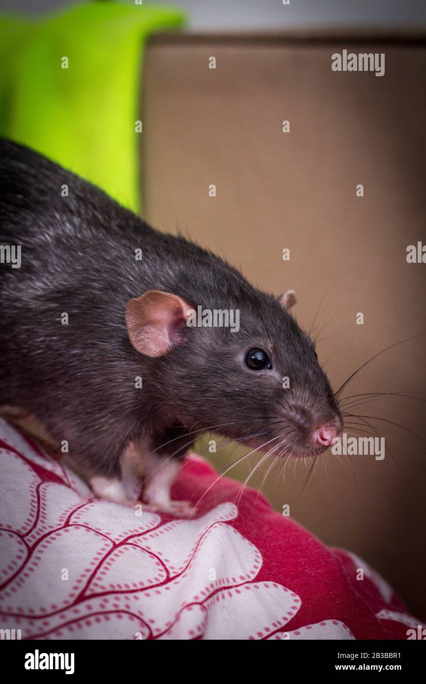 Fancy dumbo eared pet black rat exploring sofa indoors Stock Photo - Alamy