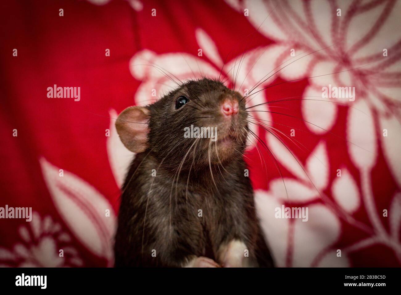 Fancy dumbo eared pet black rat exploring sofa indoors Stock Photo - Alamy