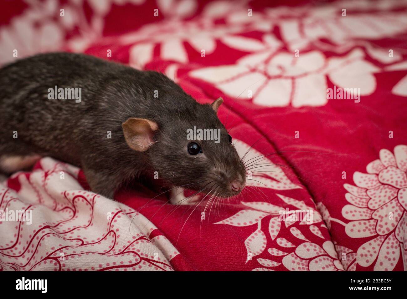 Fancy dumbo eared pet black rat exploring sofa indoors Stock Photo - Alamy